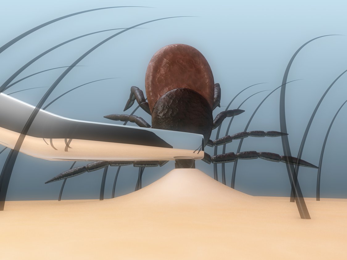 Insect bites and stings - Treatment